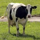 Glastonbury Festival - Worthy cows win highest yield awards!